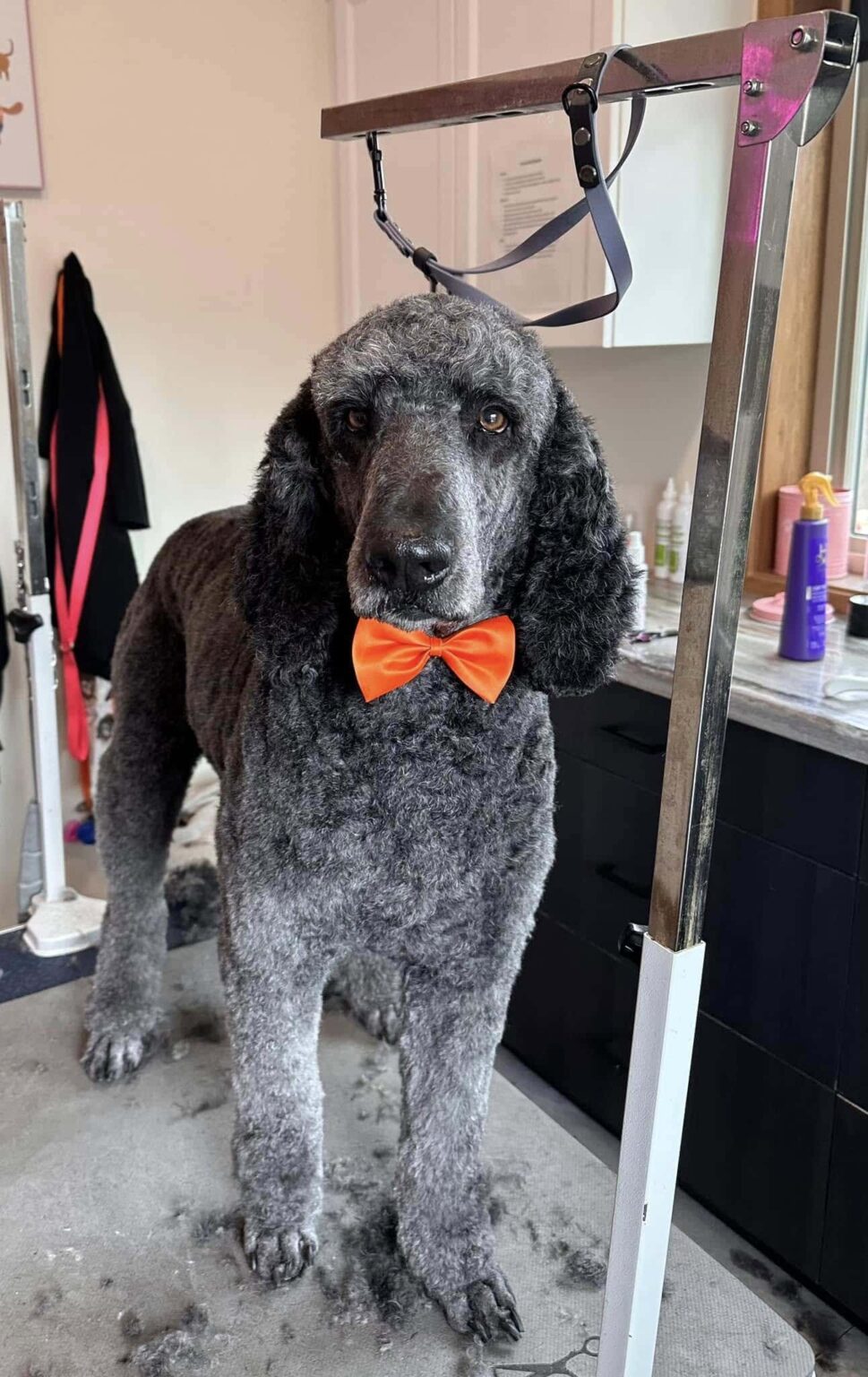 Pet Grooming | Tails & Trails